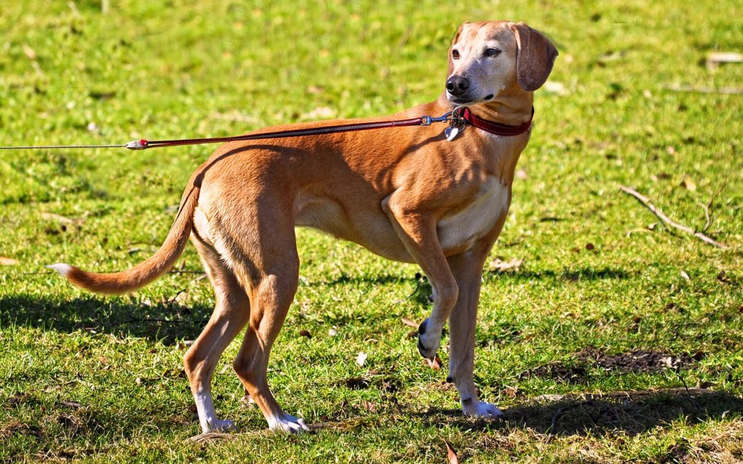 Pa Leash Law Basics To Avoid Criminal Negligence Now