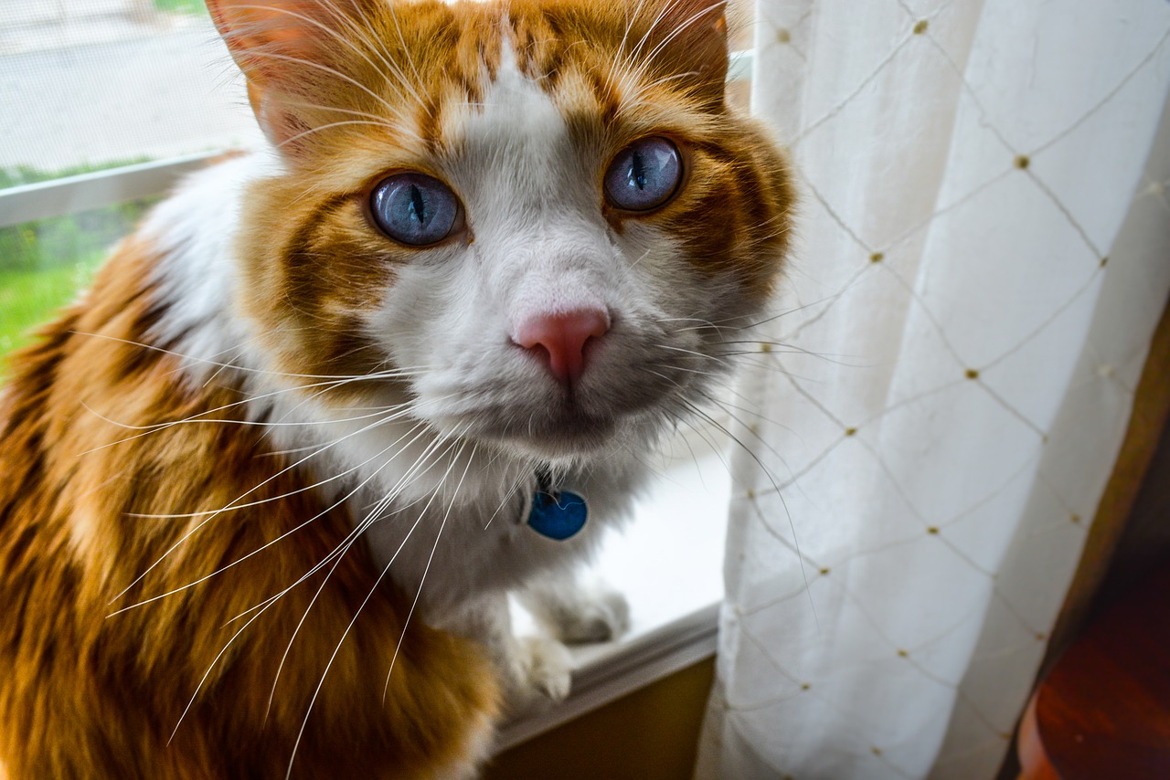 New Cat Shopping: Prep Your New Feline Home Right